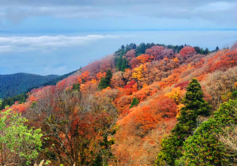 Mount Kongo (金剛山) | Maido