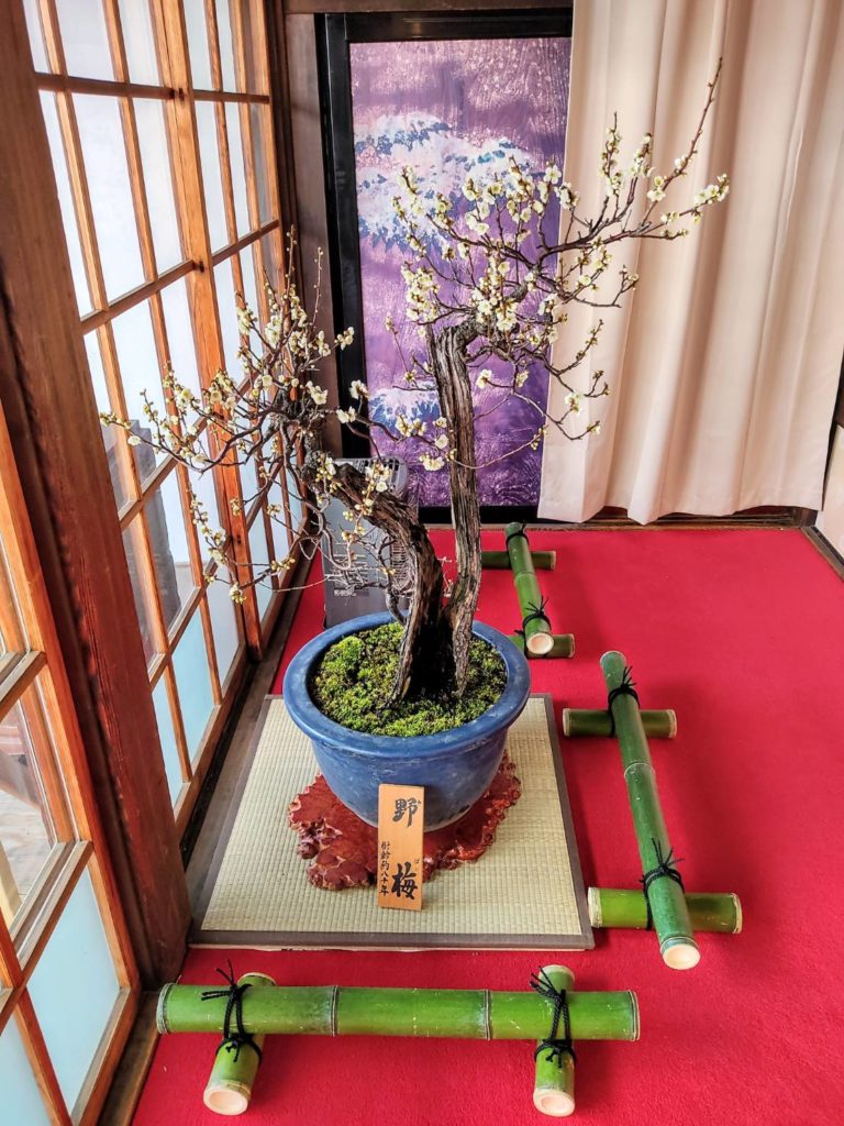 Plum bonsai & swords at Osaka Tenmangu Shrine | Maido