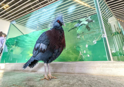 Osaka Prefecture's Aquarium—NIFREL | Maido