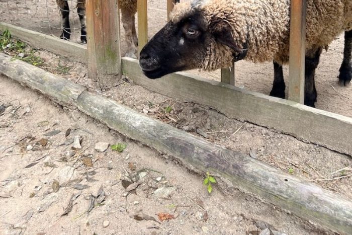yodel_forest_sheep | Maido